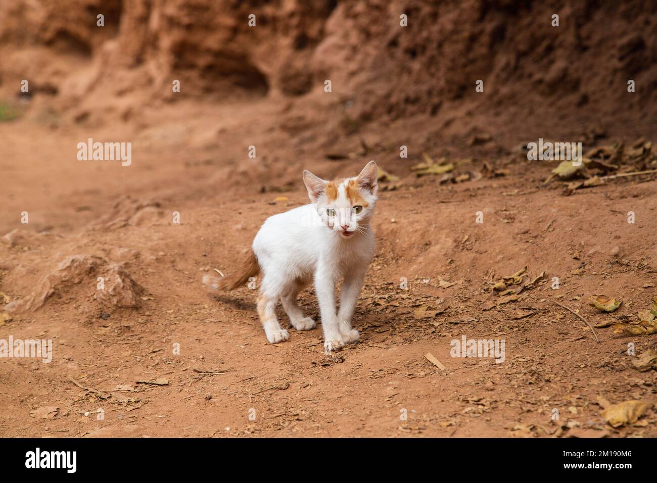Homeless ginger kitten in hi-res stock photography and images - Alamy