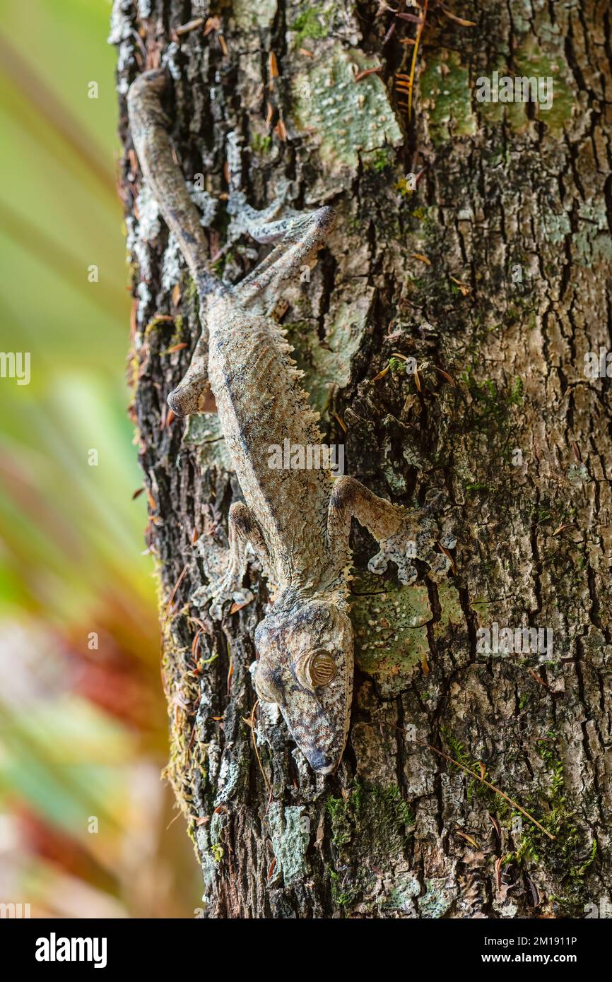 Giant Leaf-tail Gecko - Uroplatus fimbriatus, Madagascar rain forest ...