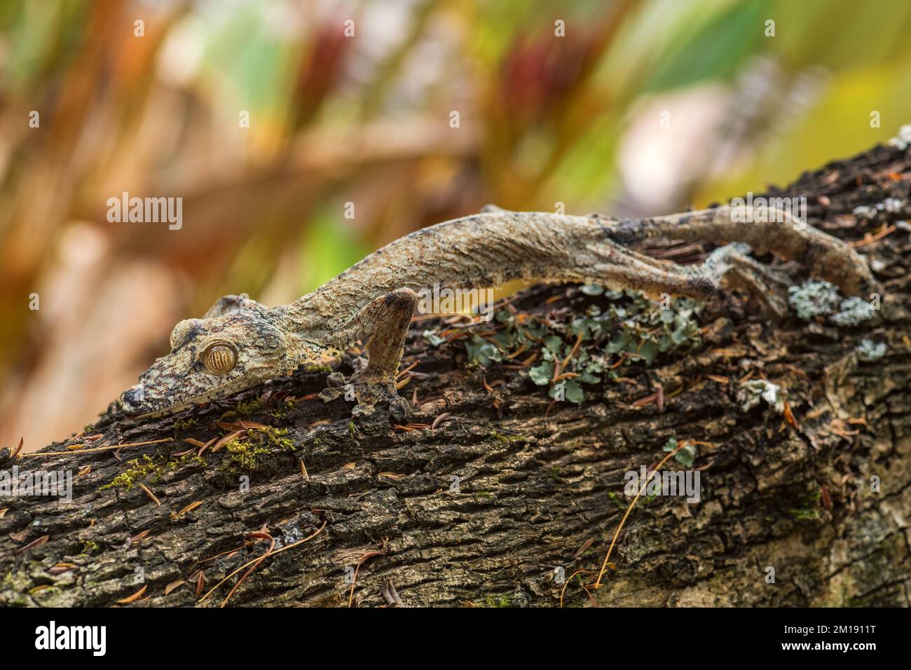 Giant Leaf-tail Gecko - Uroplatus fimbriatus, Madagascar rain forest ...