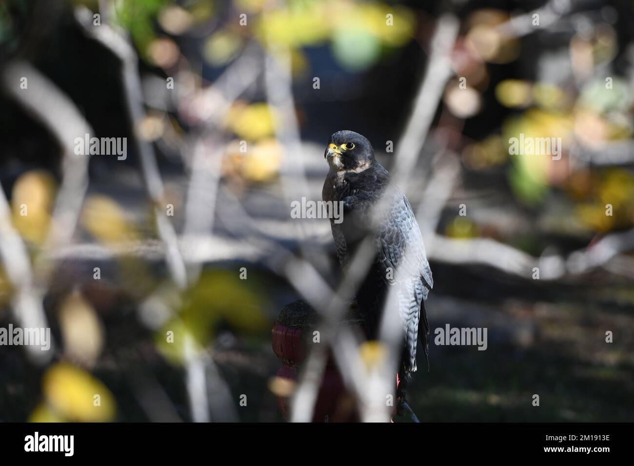 Swooping falcon hi-res stock photography and images - Alamy