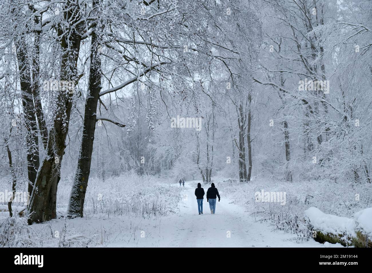 Habichtswald trail hi-res stock photography and images - Alamy