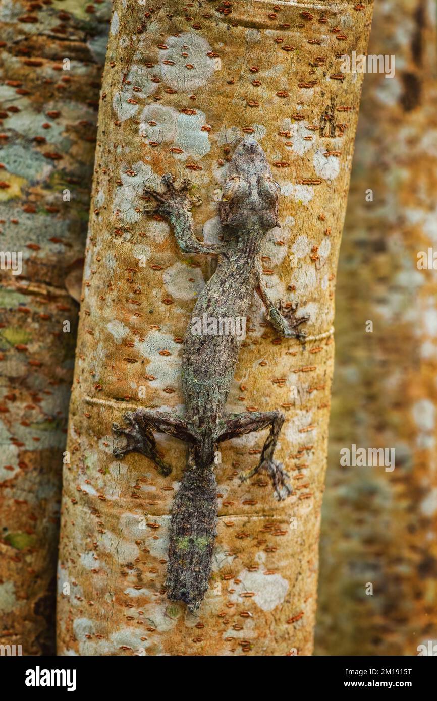 Giant Leaf-tail Gecko - Uroplatus fimbriatus, Madagascar rain forest ...