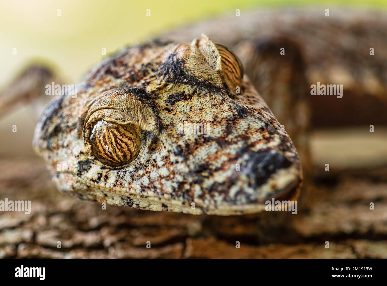 Giant Leaf-tail Gecko - Uroplatus fimbriatus, Madagascar rain forest ...