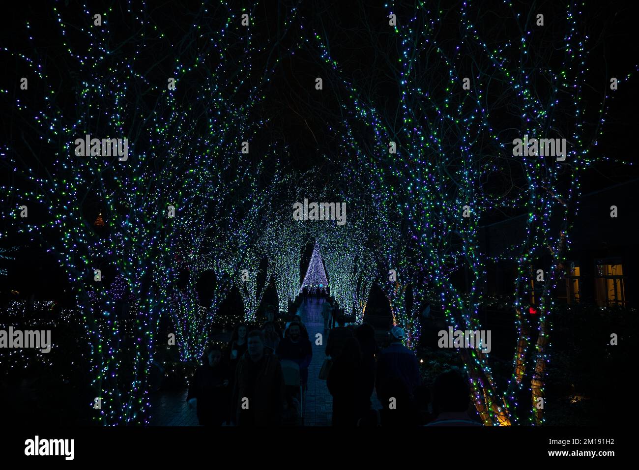 An alley of Christmas lights leading up to a Christmas tree at the ...