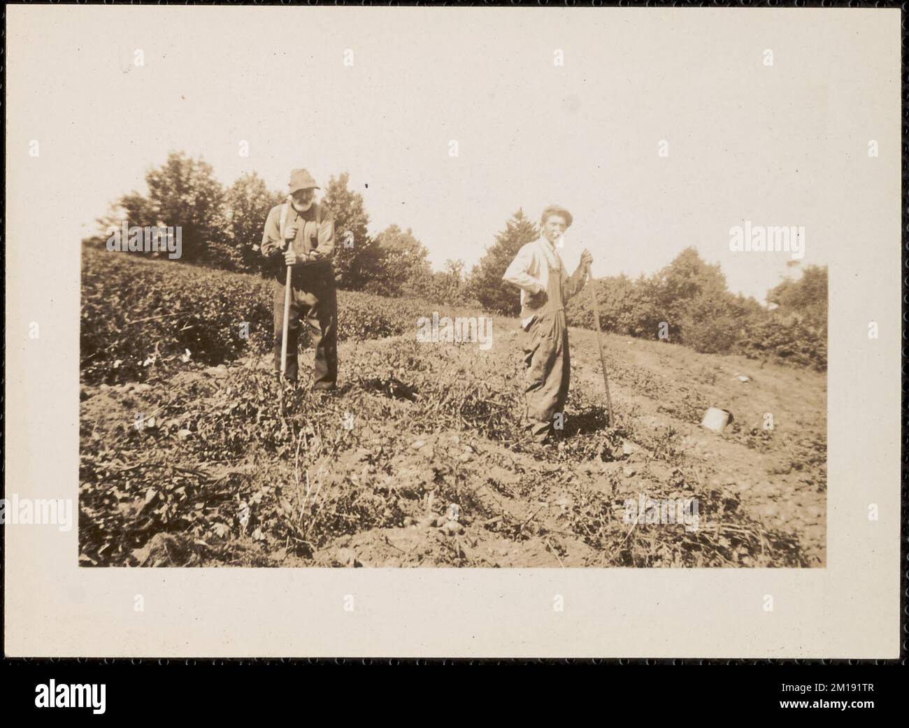 Tending Field , Messenger, Myron, 1852-1940, Touhey, John. Messenger ...