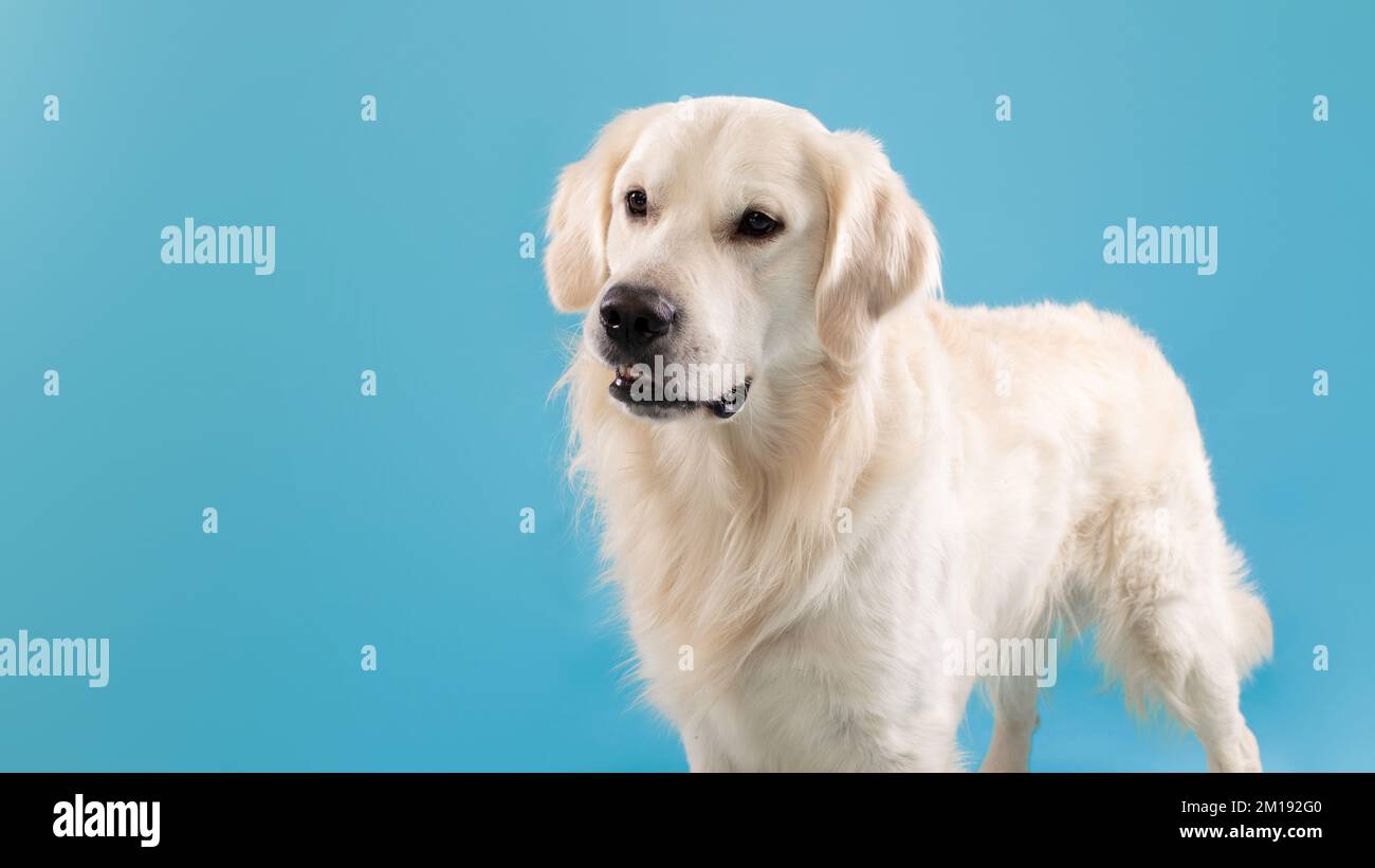 Portrait of healthy labrador dog looking aside at free space isolated ...
