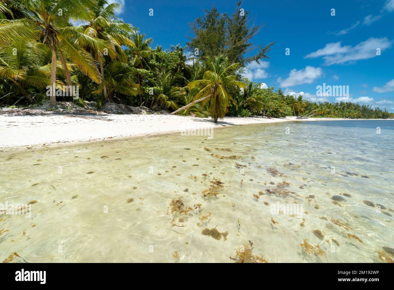 Palm trees and Tropical idyllic beach in Punta Cana, turquoise ...