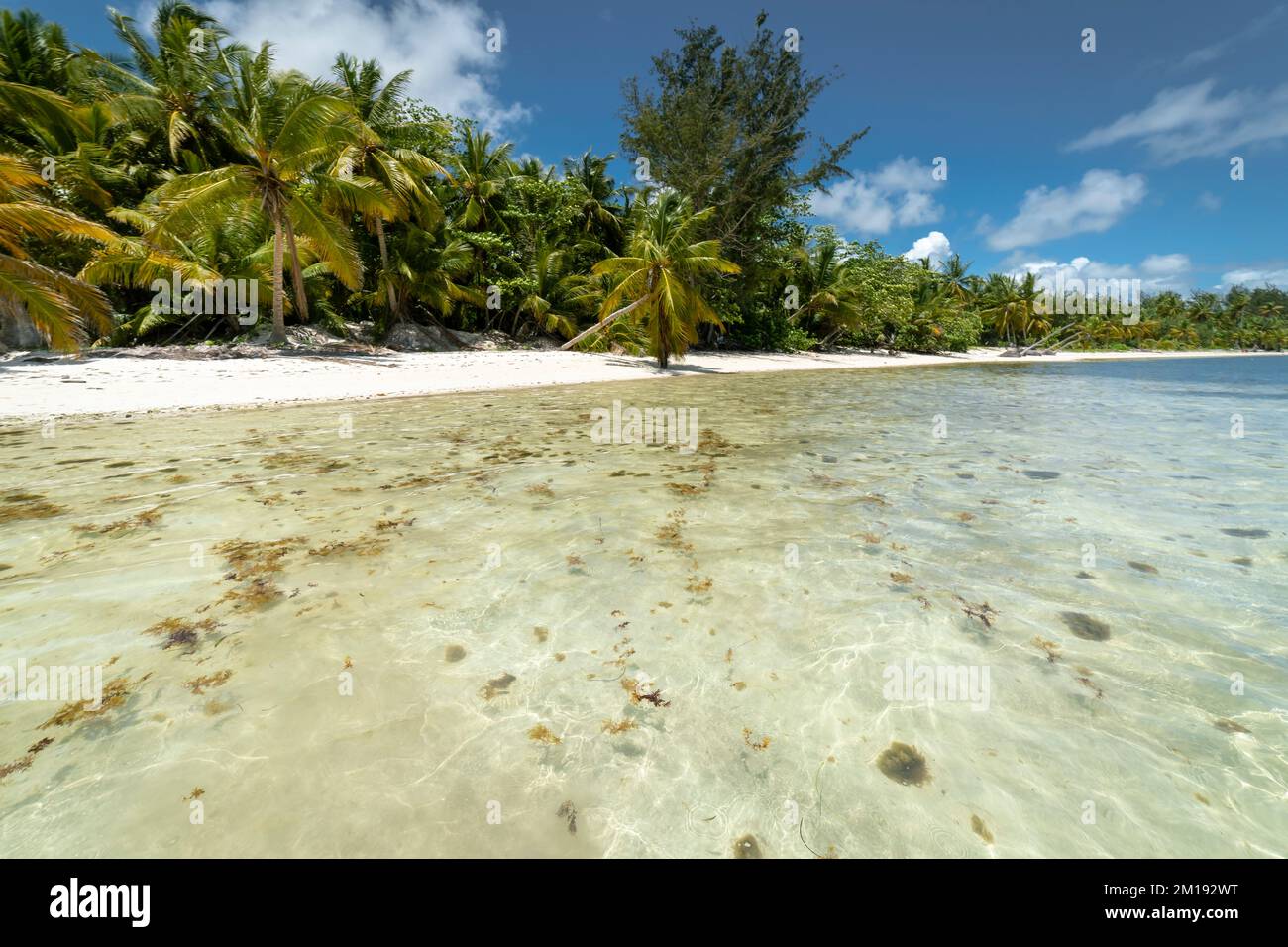 Palm trees and Tropical idyllic beach in Punta Cana, turquoise ...