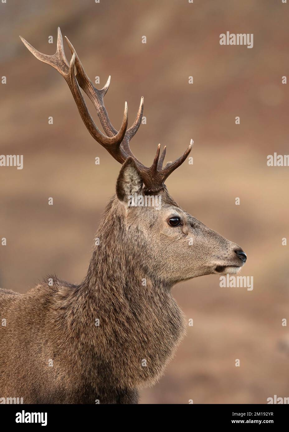 A red Stag profile Stock Photo - Alamy