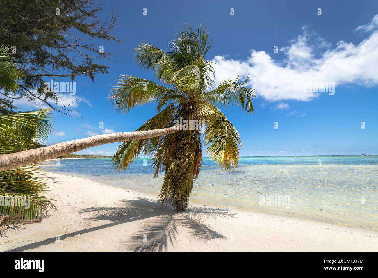Palm tree and Tropical idyllic beach in Punta Cana, turquoise caribbean ...