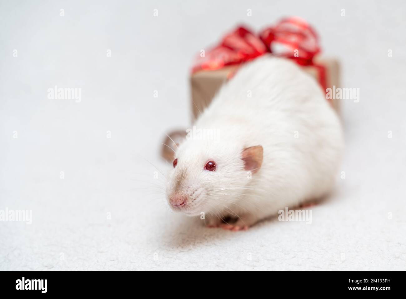 White rat gift. The rat sits on a white carpet with a gift box with a ...