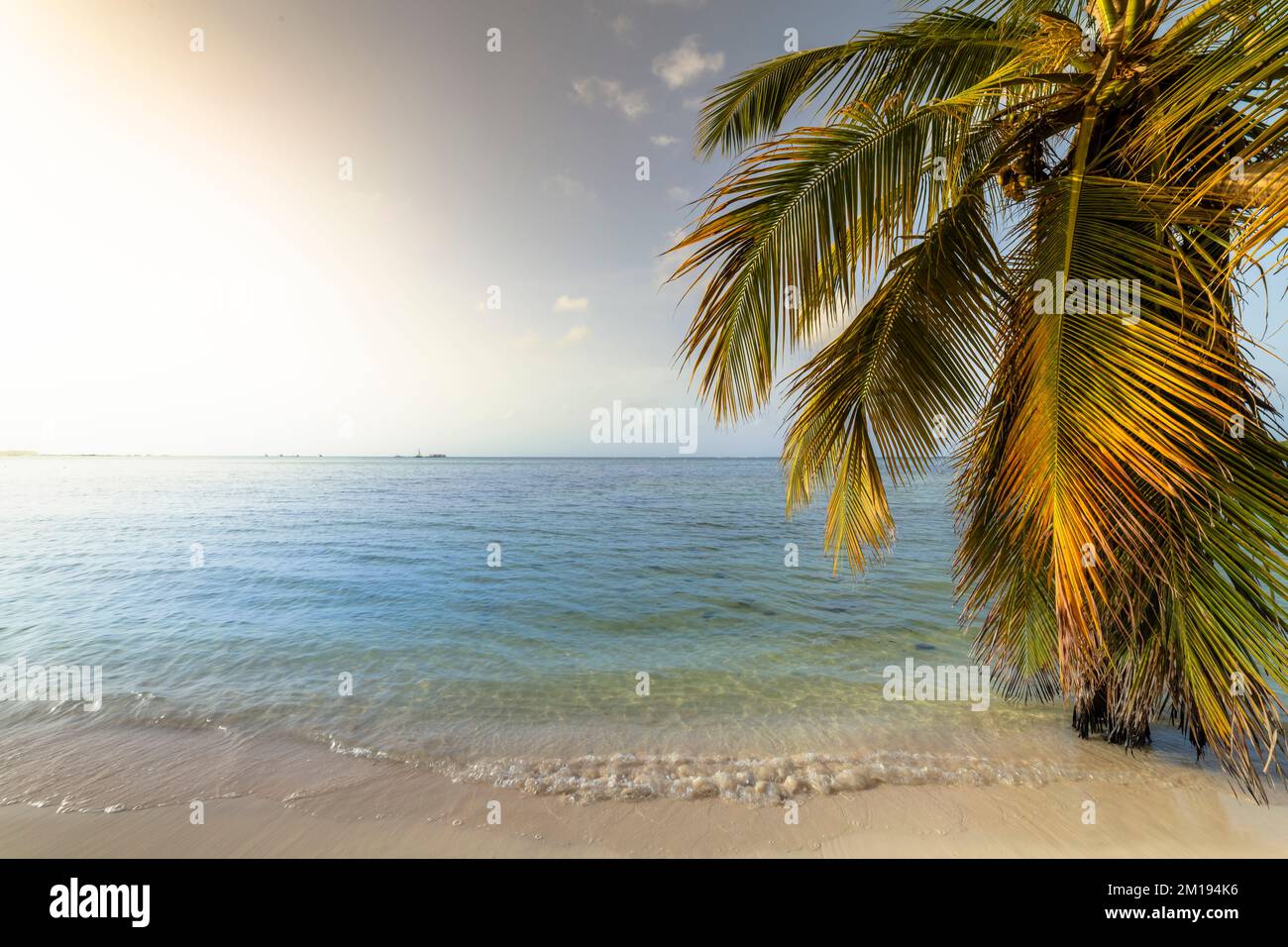 Palm tree and Tropical idyllic beach in Punta Cana, turquoise caribbean ...