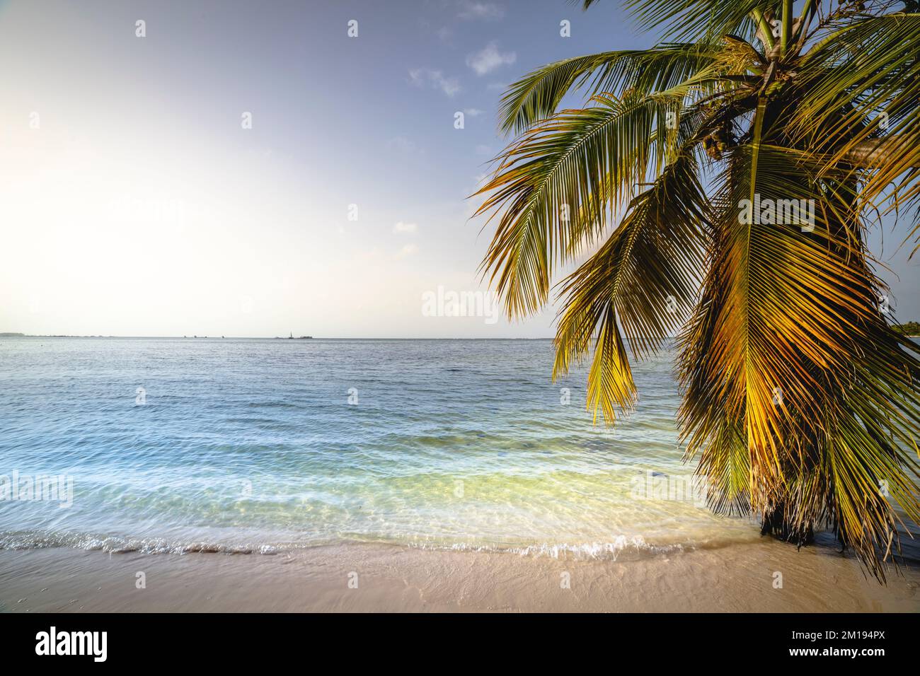 Palm tree and Tropical idyllic beach in Punta Cana, turquoise caribbean ...