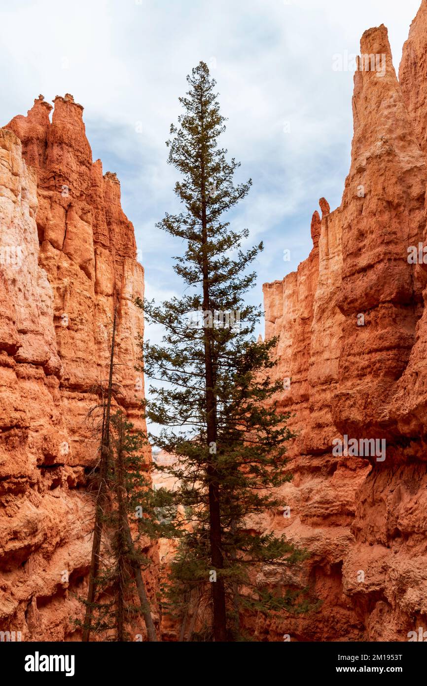 Bryce Canyon National Park in Utah Stock Photo - Alamy