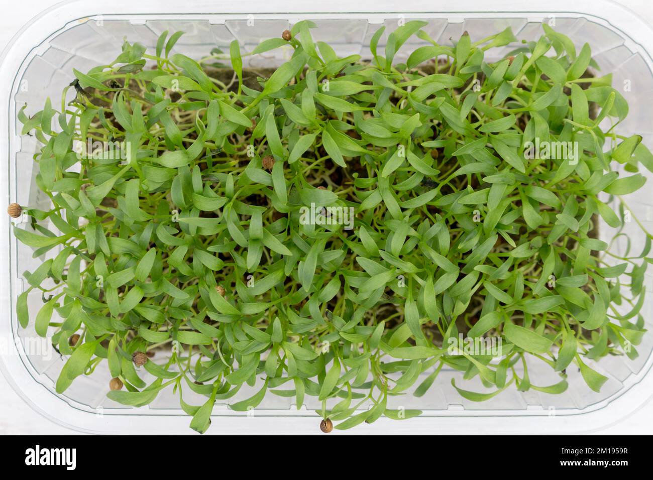 Young microgreens. Fresh cilantro seedlings in plastic container ...