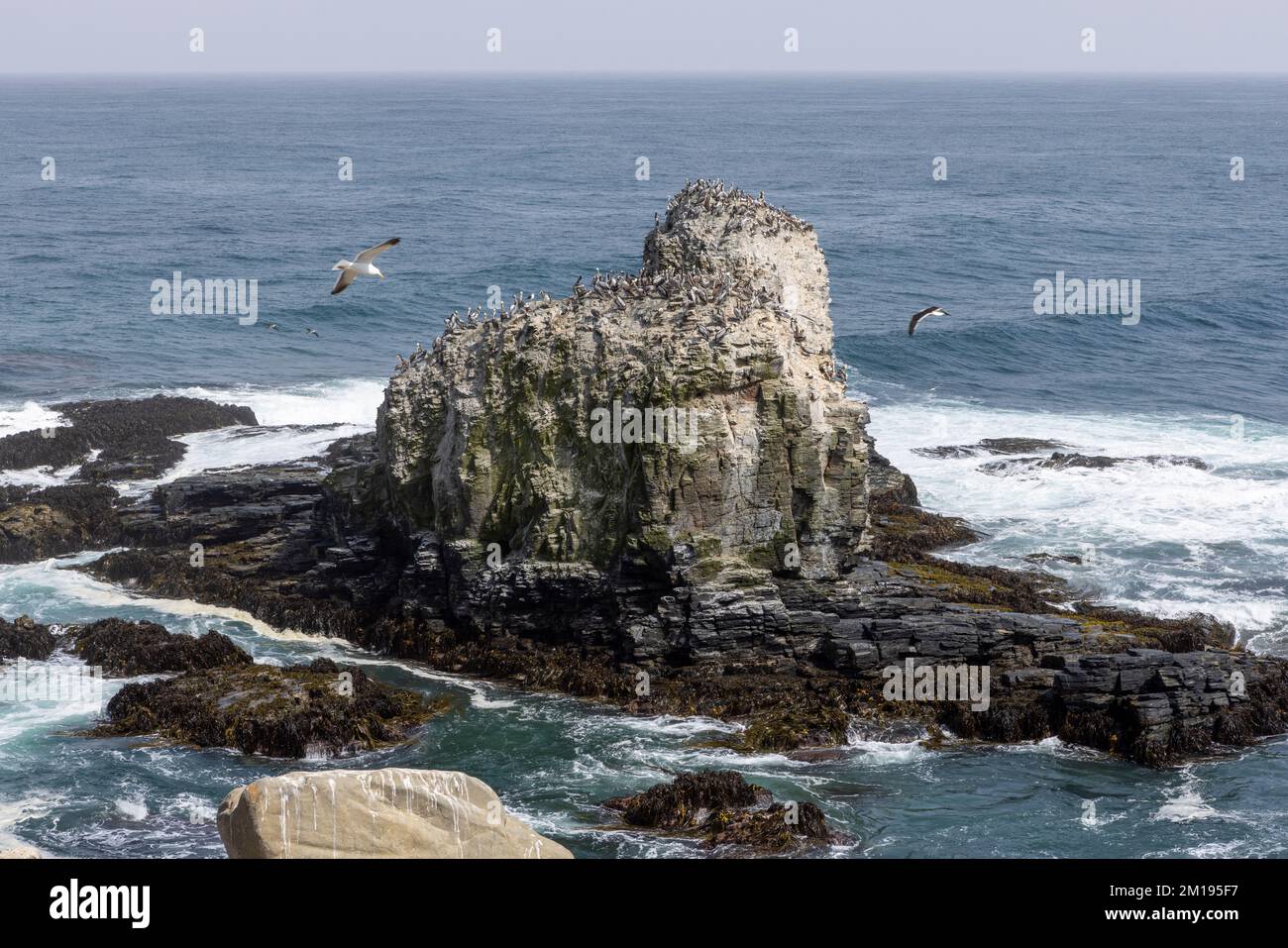 Aerial shot of the scenic birds rock at Punta de Lobos at Pichilemu ...