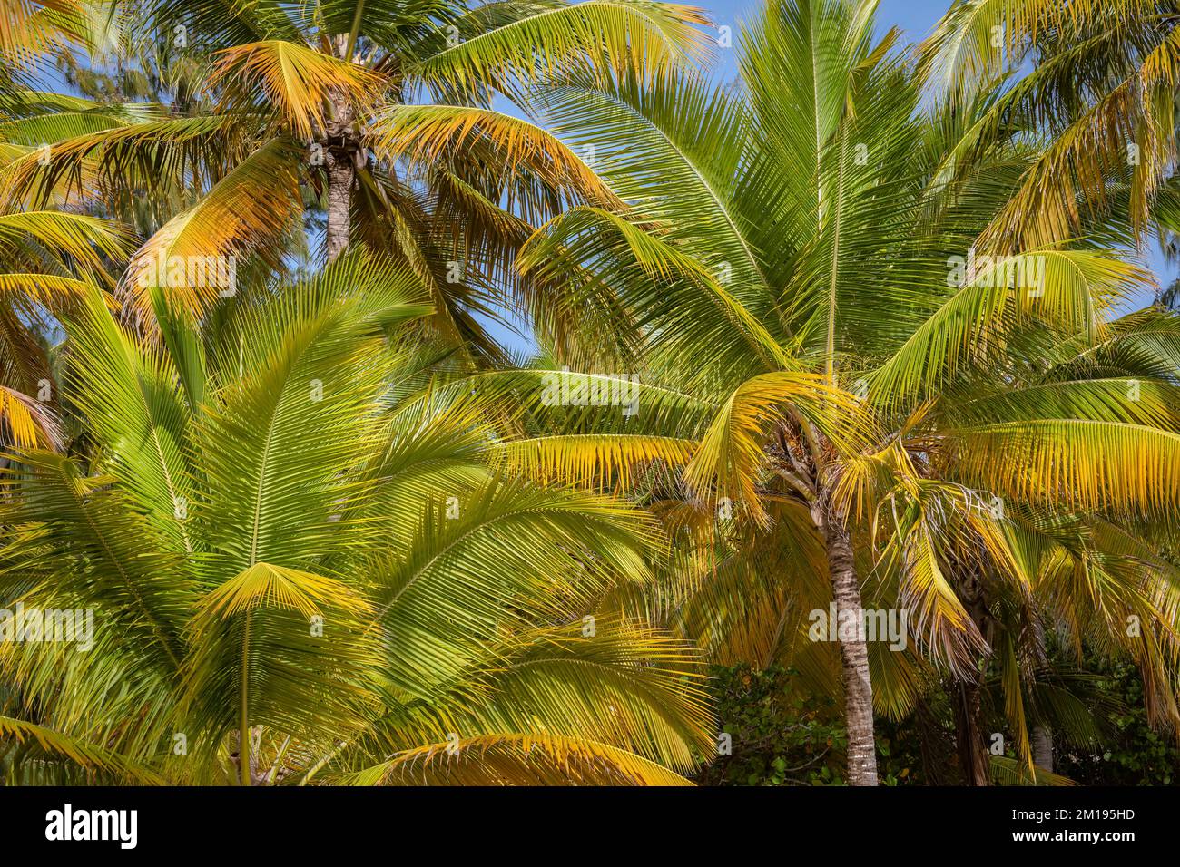 Tropical paradise, idyllic caribbean palm trees in Punta Cana ...