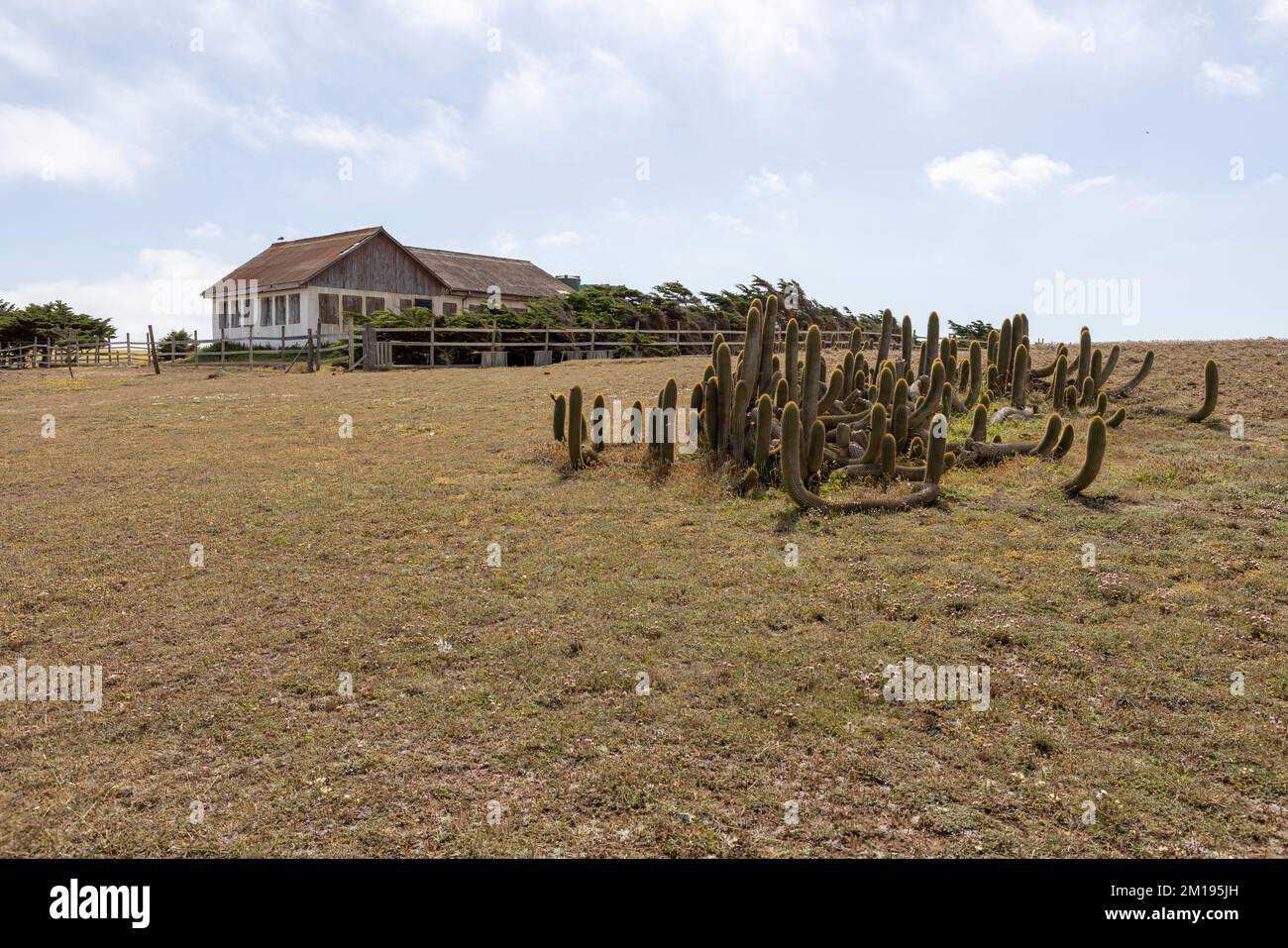 Cactuses in front of a house near the coast of Pichilemu, Chile Stock ...
