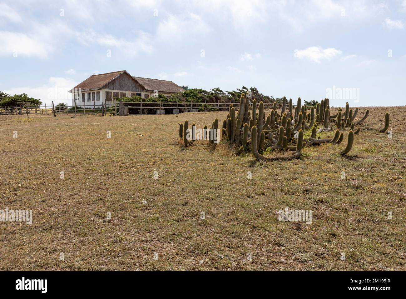 Cactuses in front of a house near the coast of Pichilemu, Chile Stock ...