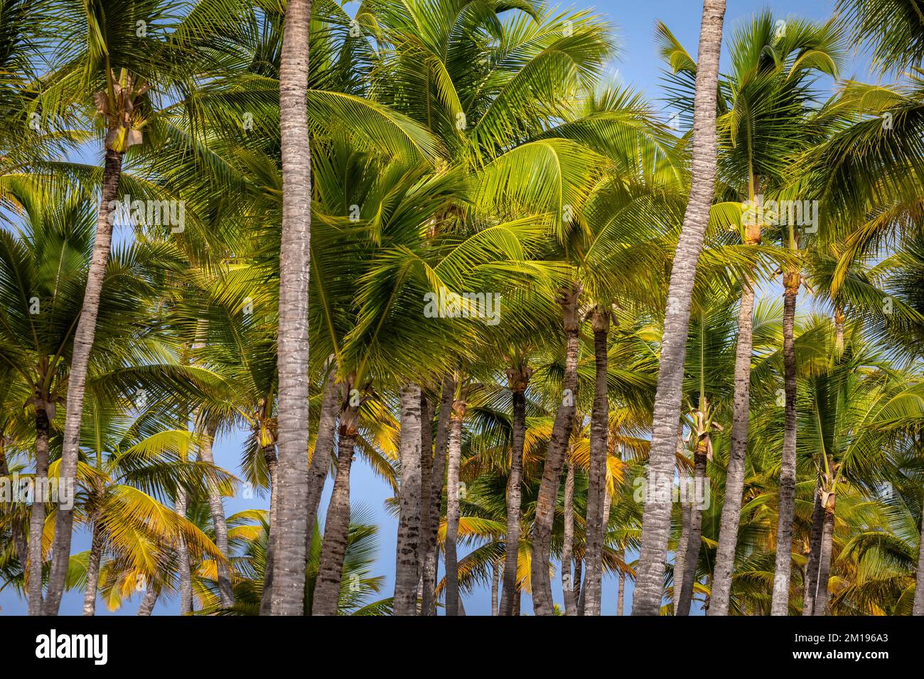 Tropical paradise, idyllic caribbean palm trees in Punta Cana ...