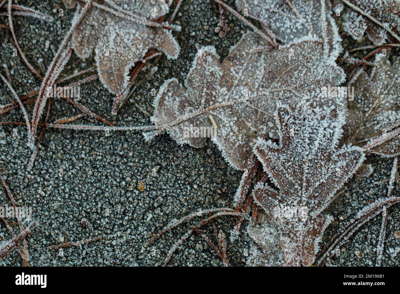 Frost covers leaves hi-res stock photography and images - Alamy