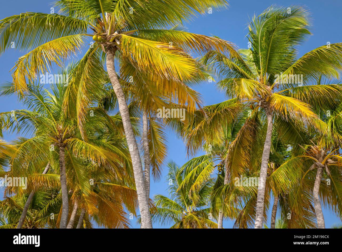 Tropical paradise, idyllic caribbean palm trees in Punta Cana ...