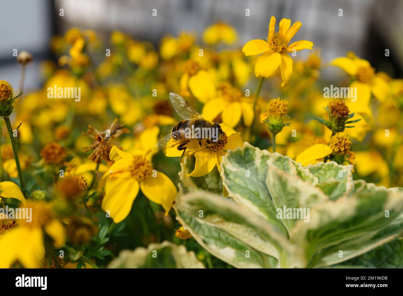 A bee drinks nectar from flowers in a flower bed, an insect Stock Photo ...