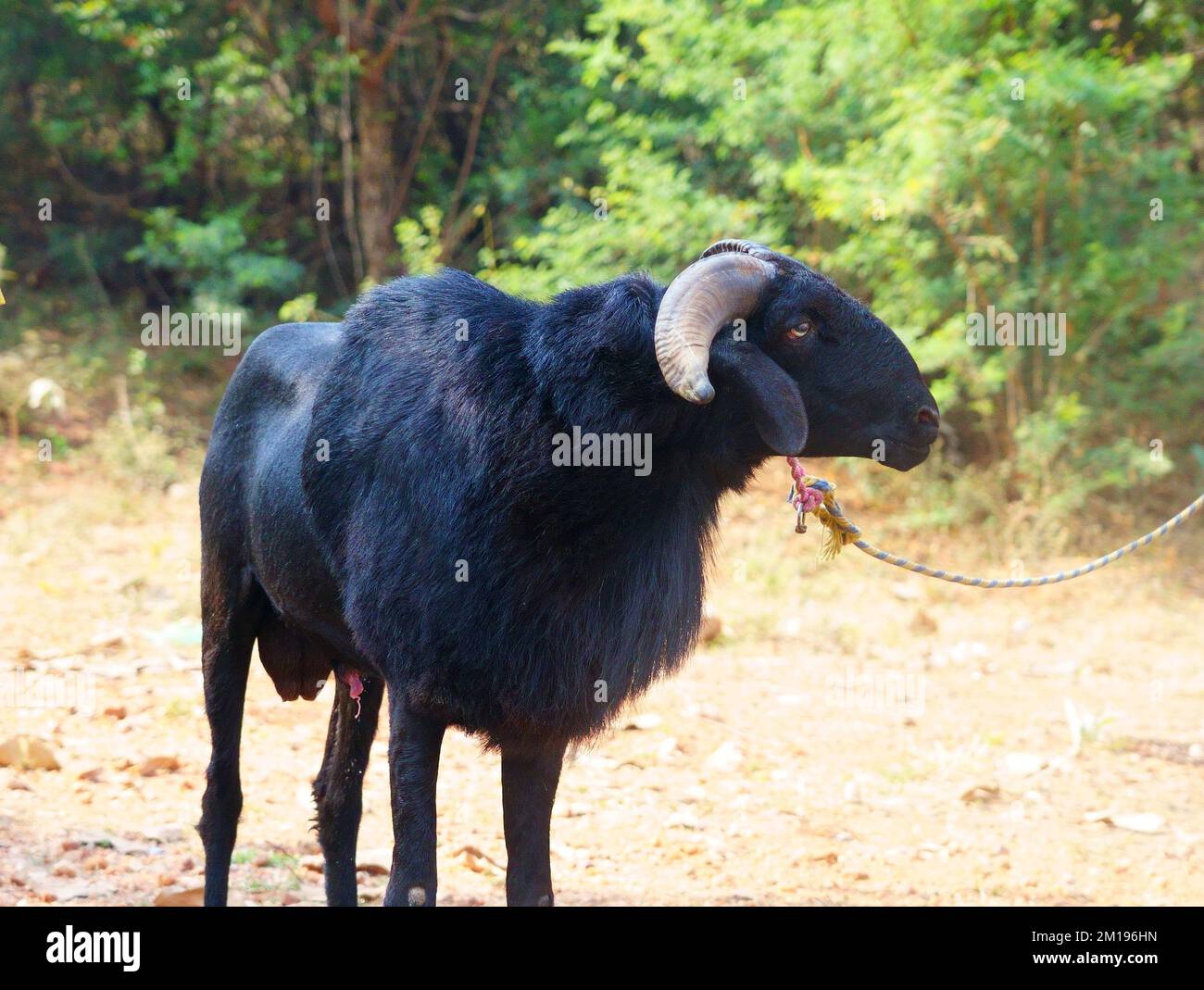 Black goat in rural farmland of india Stock Photo - Alamy