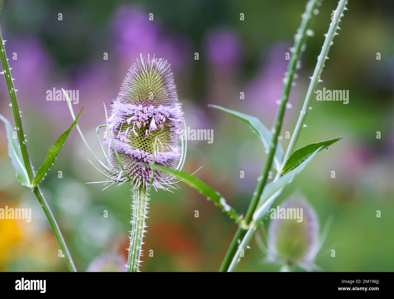 Purple tipped flowers hi-res stock photography and images - Alamy