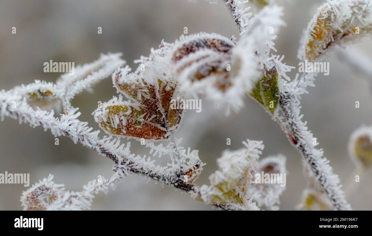 Heavy frost covering plant foliage, December 2022 Stock Photo - Alamy