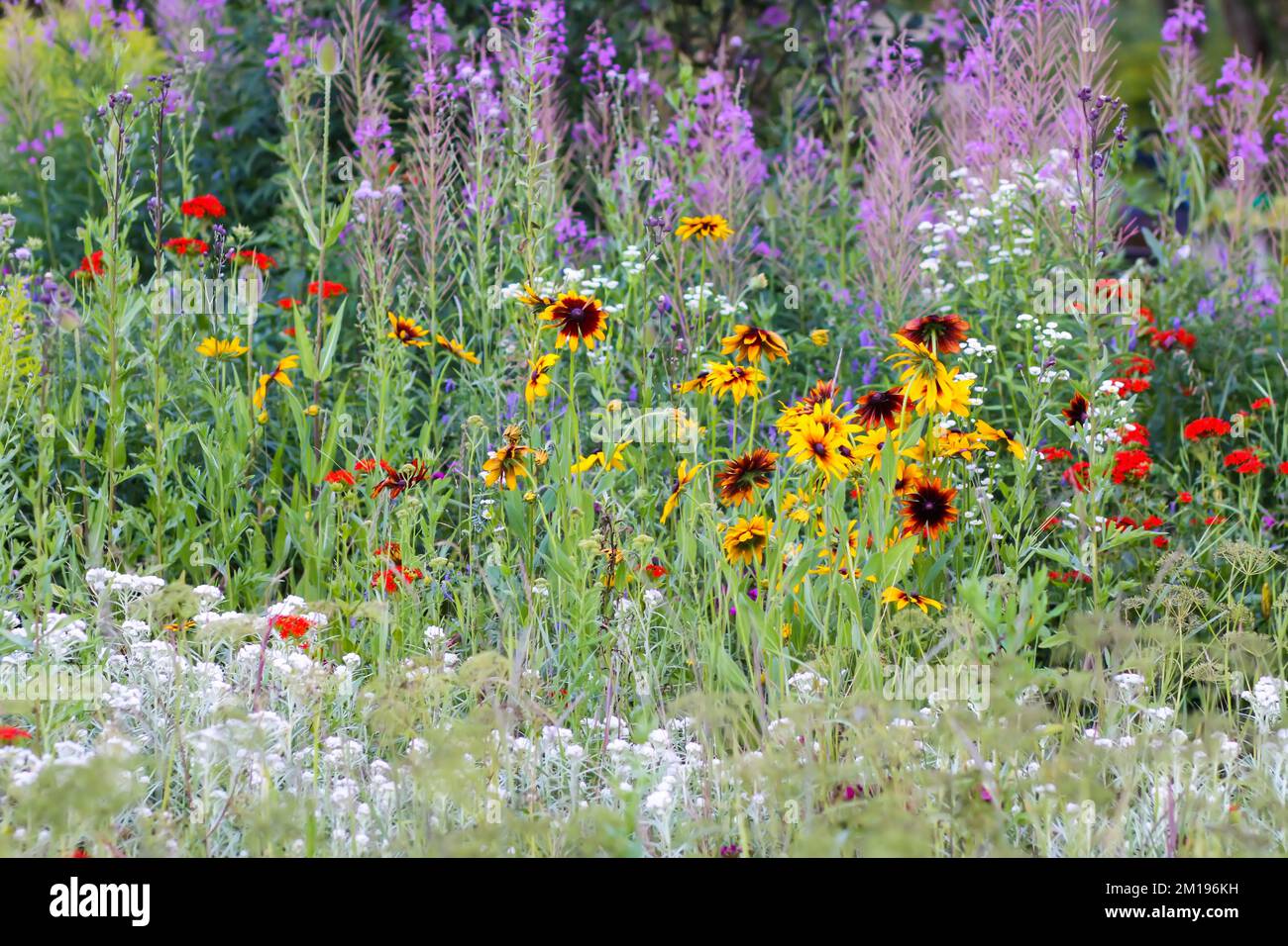 Beautiful bright garden flowers in flowering season Stock Photo - Alamy