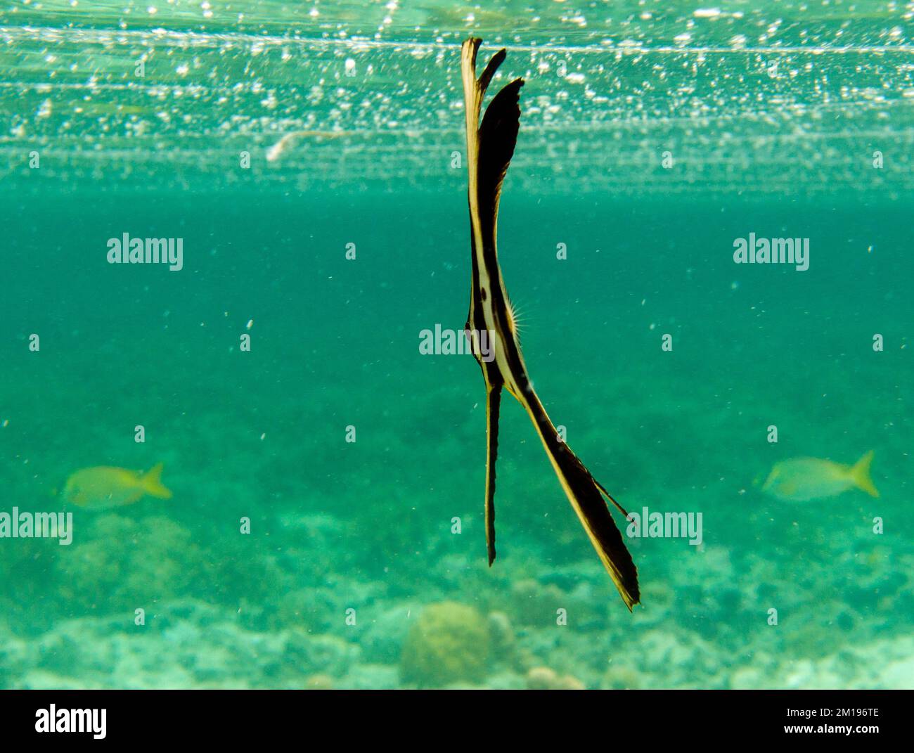 View of a tropical fish in the sea of Indonesia Stock Photo - Alamy