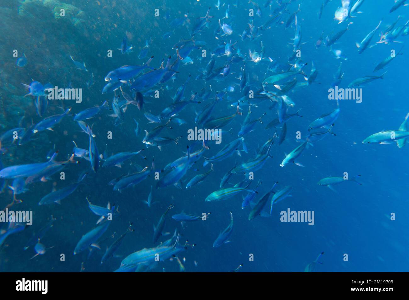 View of large group of fusiliers fishes in Egypt Stock Photo - Alamy