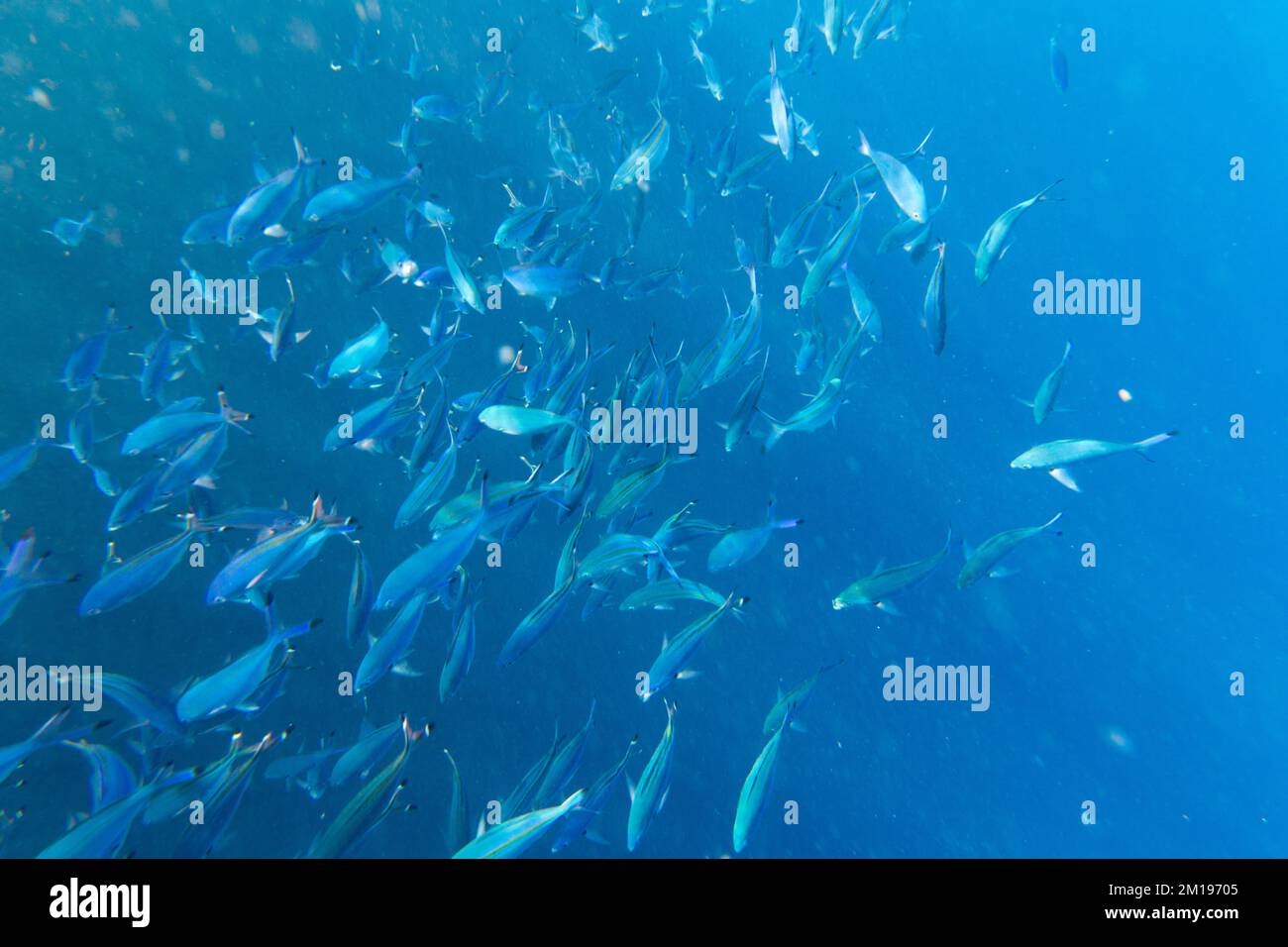 View of large group of fusiliers fishes in Egypt Stock Photo - Alamy
