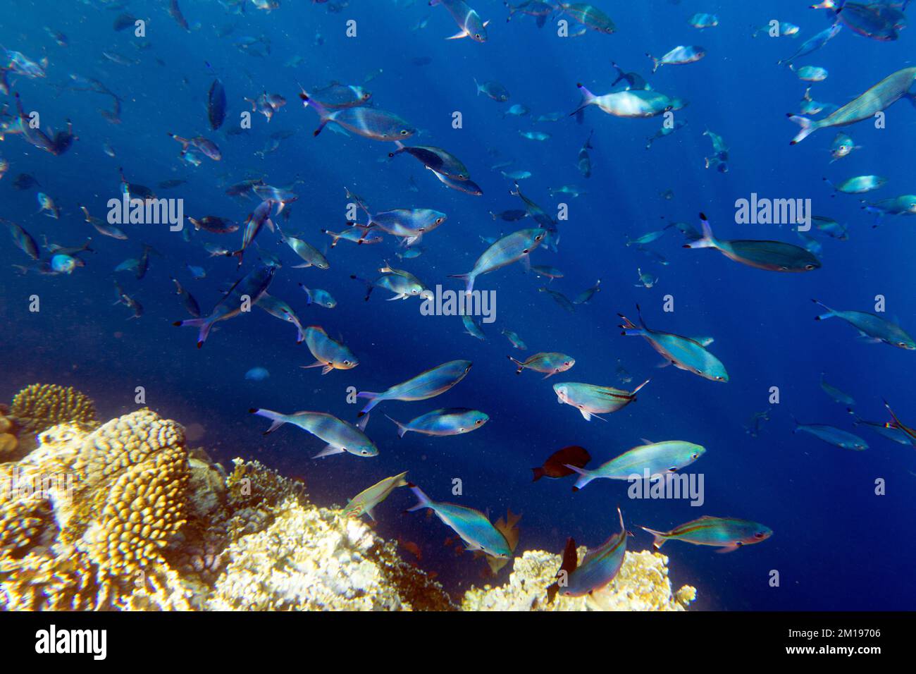 View of large group of fusiliers fishes in Egypt Stock Photo - Alamy