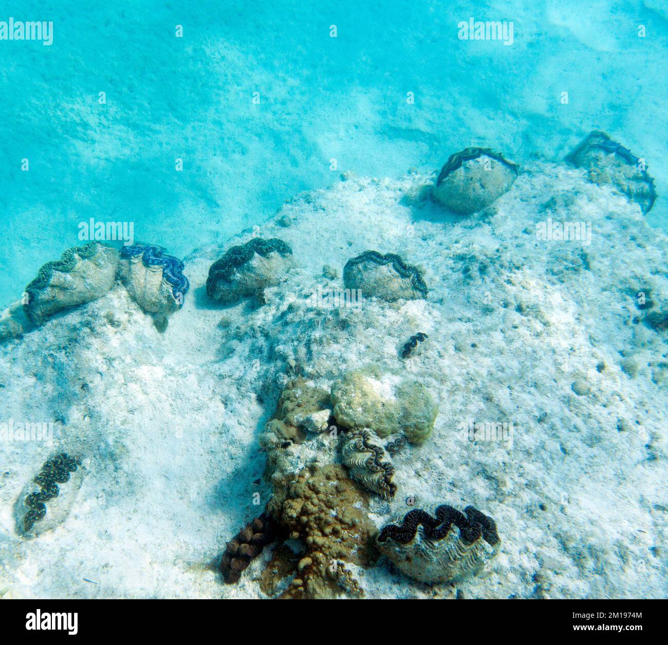 View of colorful giant clams in New Caledonia Stock Photo - Alamy