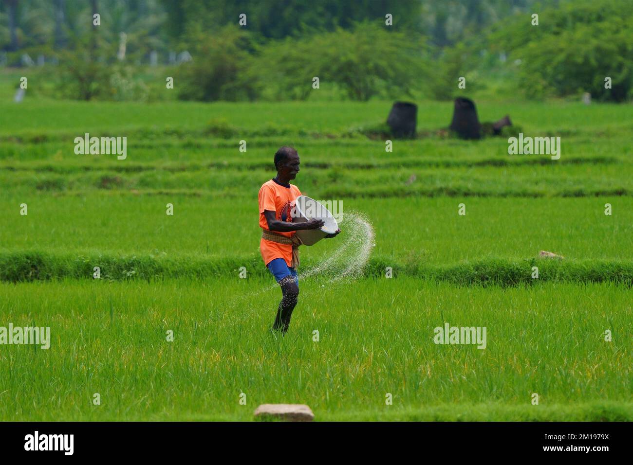 Farmer sowing seed hi-res stock photography and images - Alamy