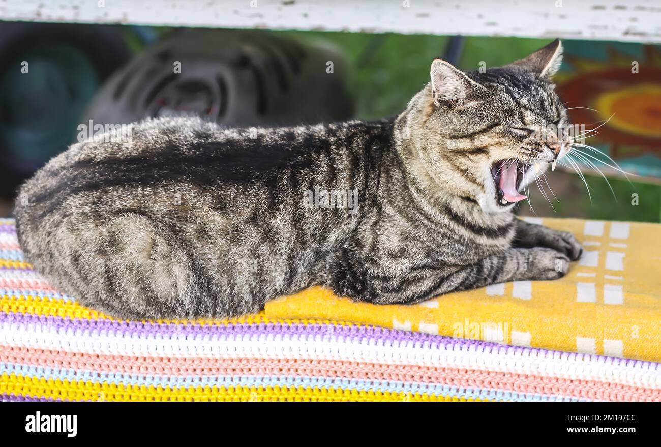 Domestic cat lying on the bench in summer garden Stock Photo - Alamy