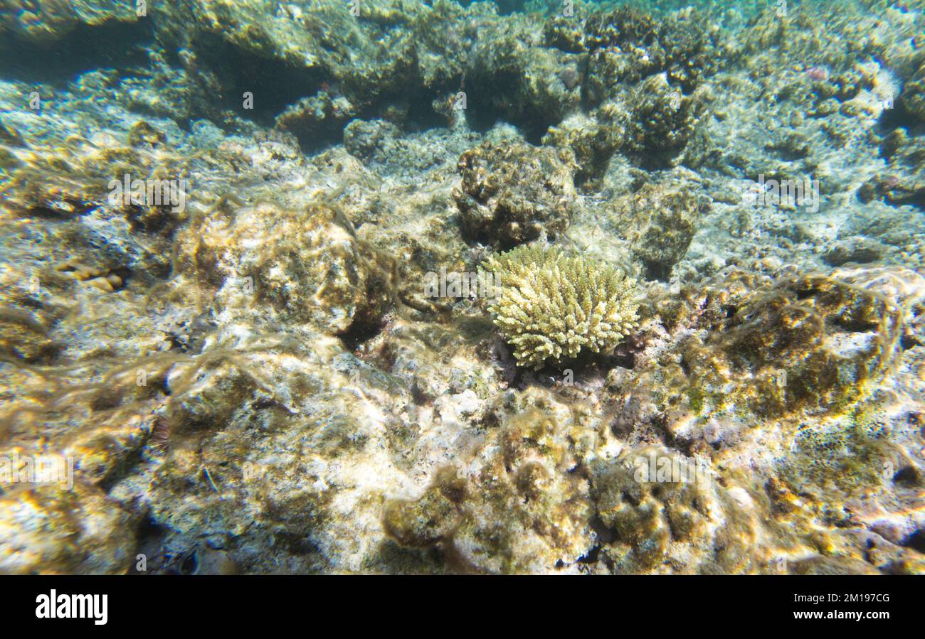 Preserved reef hi-res stock photography and images - Alamy