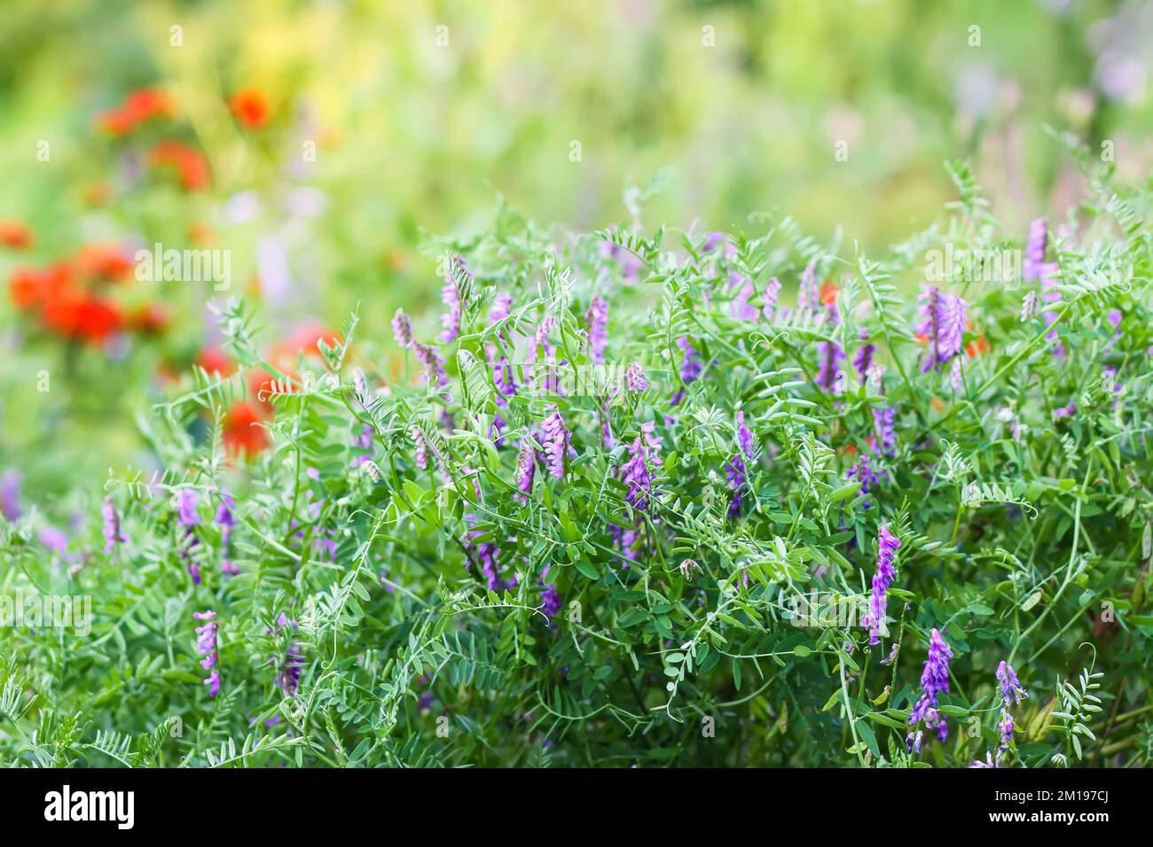 Beautiful bright garden flowers in flowering season Stock Photo - Alamy
