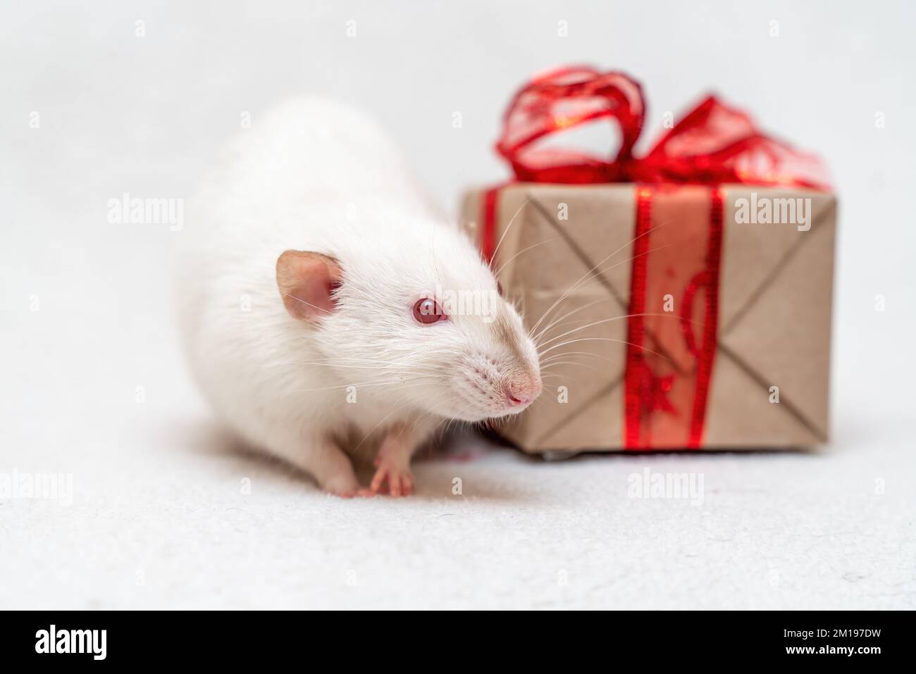 White rat gift. The rat sits on a white carpet with a gift box with a ...