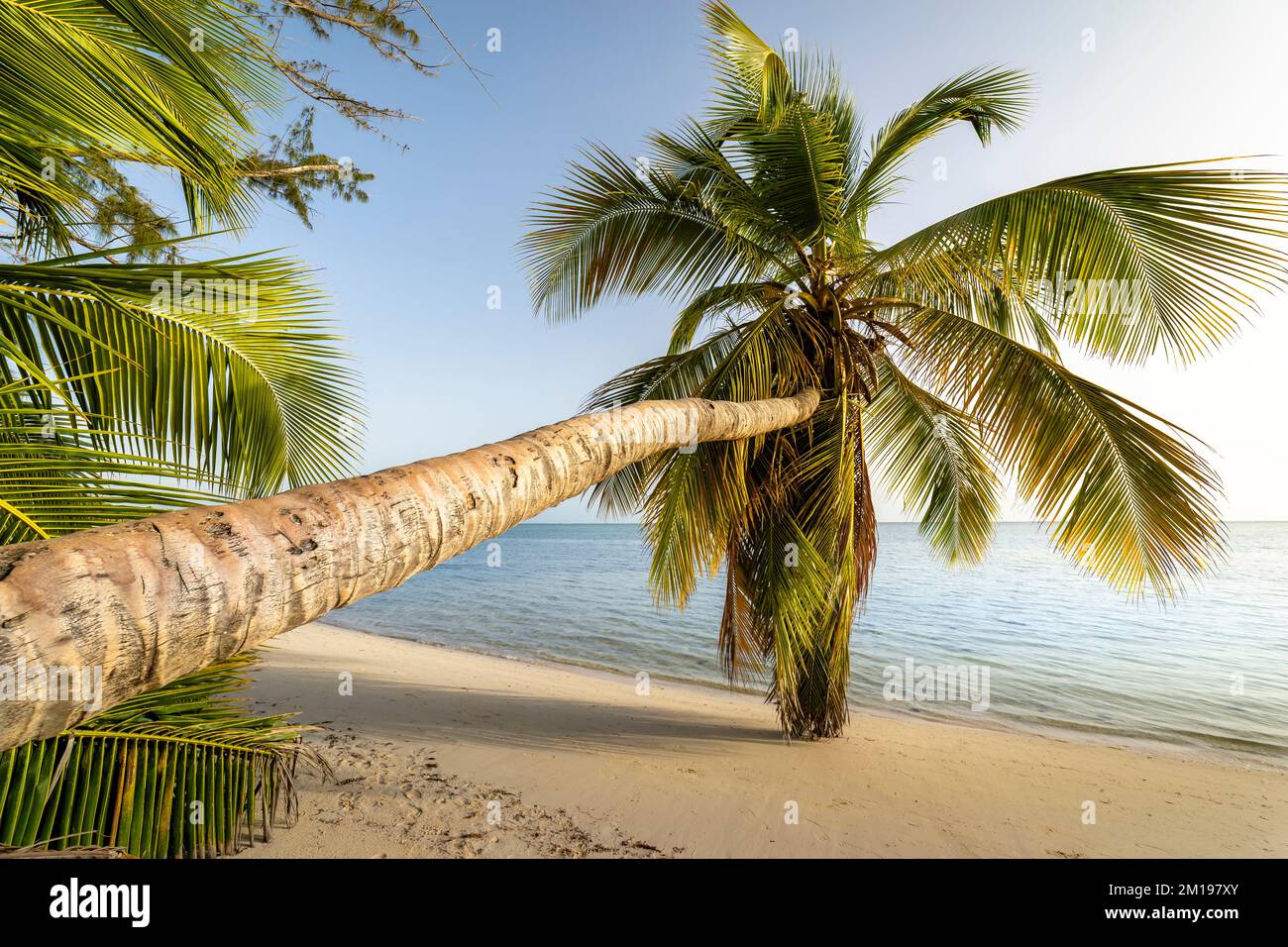 Palm tree and Tropical idyllic beach in Punta Cana, turquoise caribbean ...