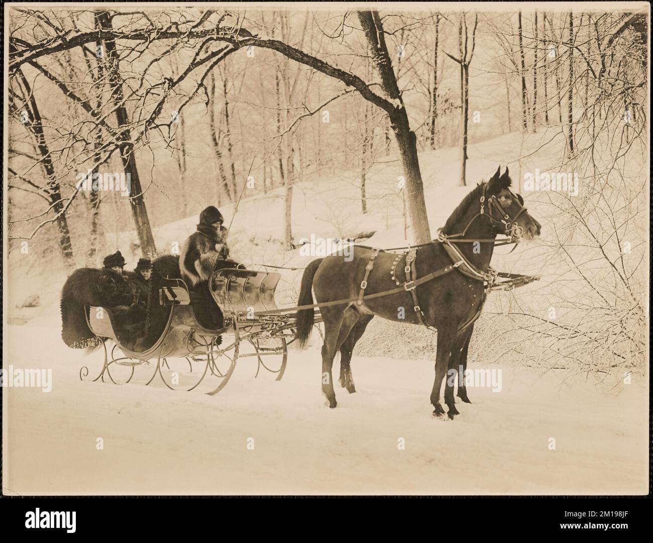 Three people in a horse drawn sleigh , Horses, Sleds & sleighs, Snow ...