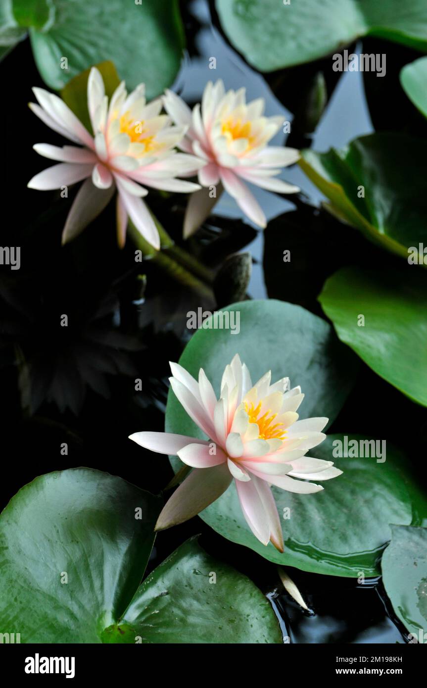 blossom lotus floower in pond Stock Photo - Alamy