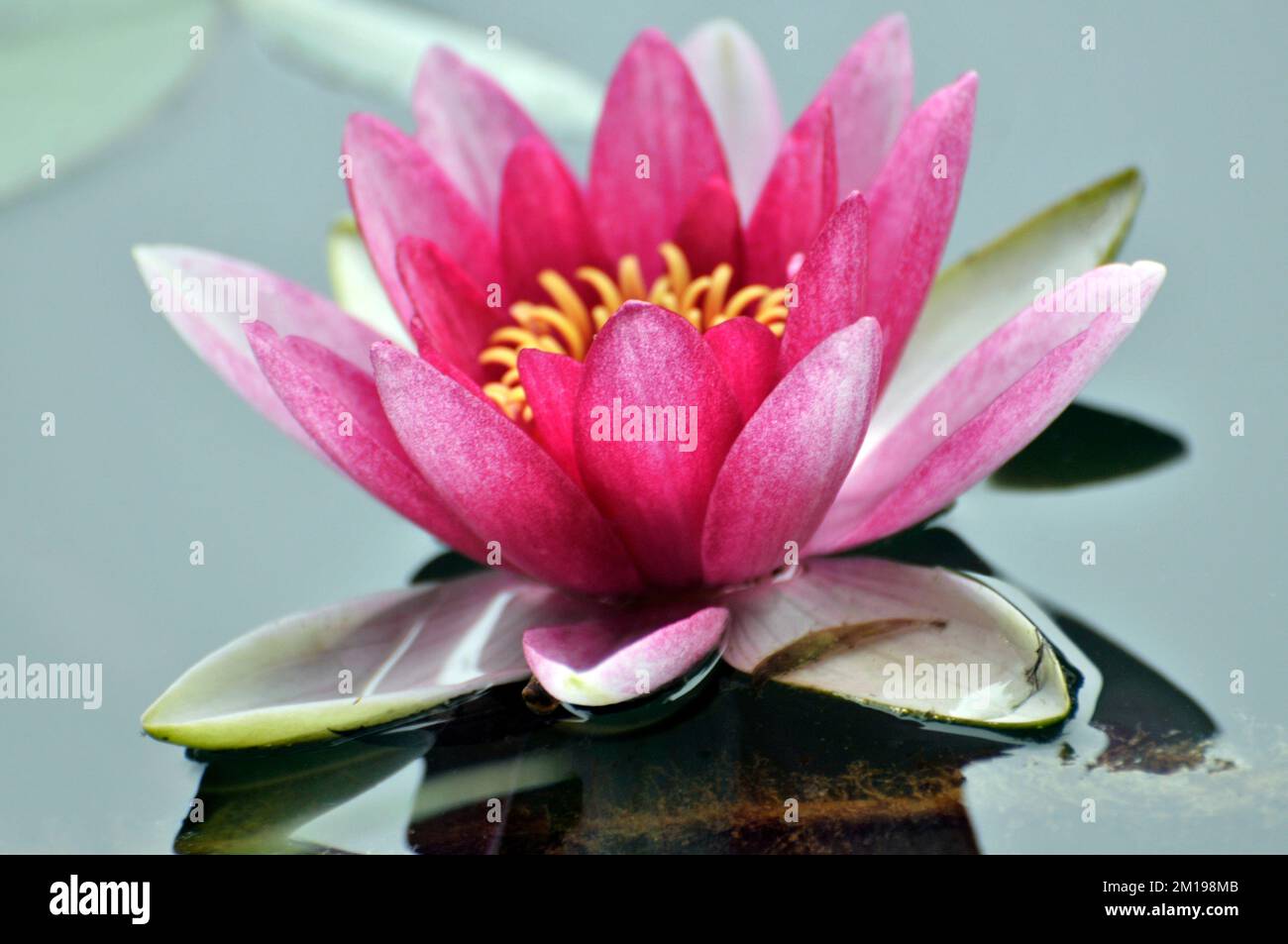 blossom lotus floower in pond Stock Photo - Alamy