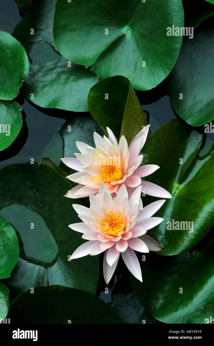 Floower hi-res stock photography and images - Alamy