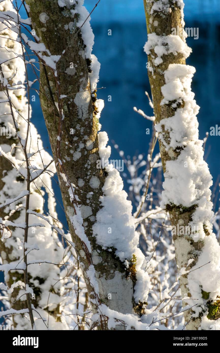 beautiful gentle winter landscape. frozen grass on snowy natural ...