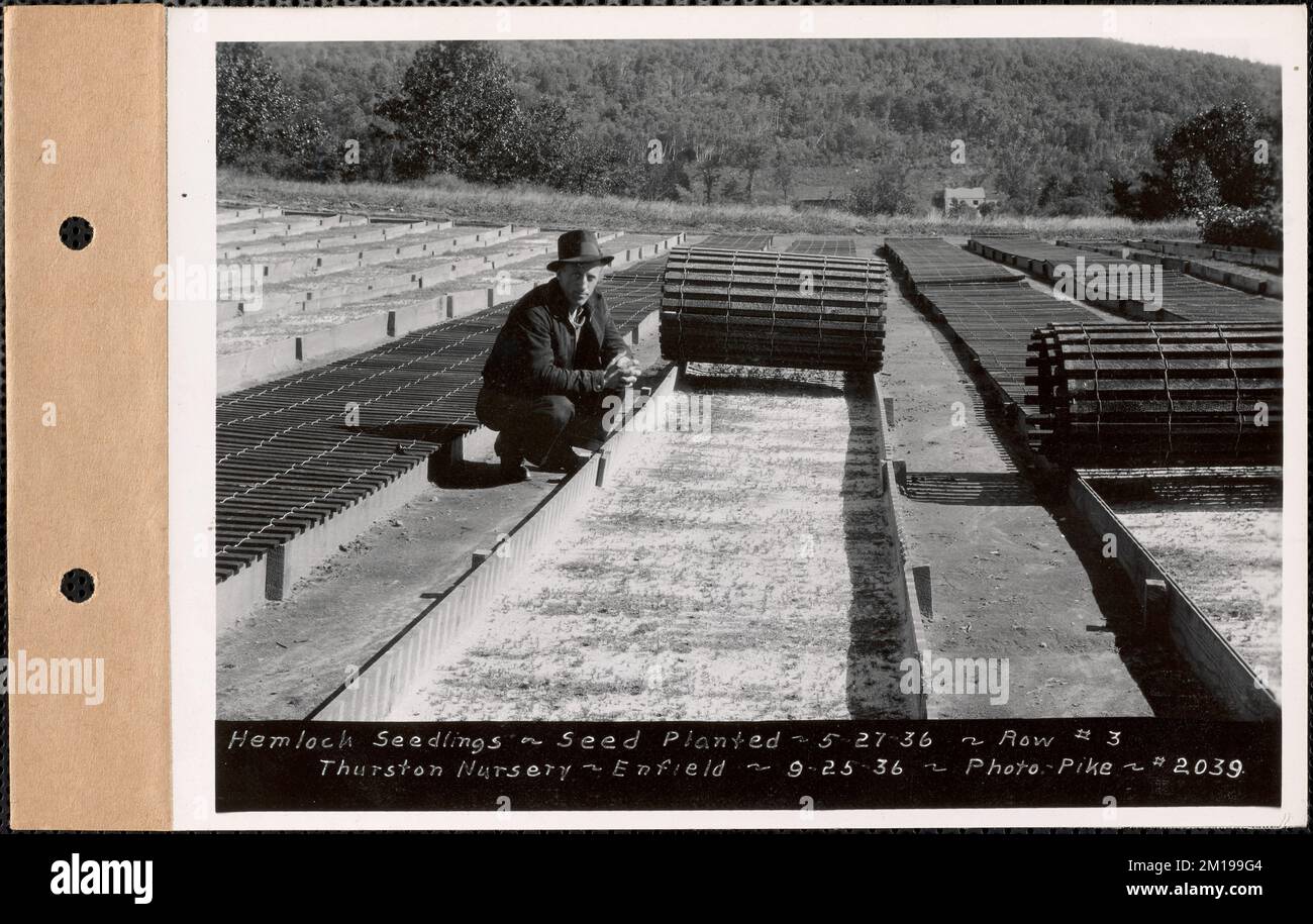 Thurston Nursery, hemlock seedlings, seed planted May 27, 1936, row #3 ...
