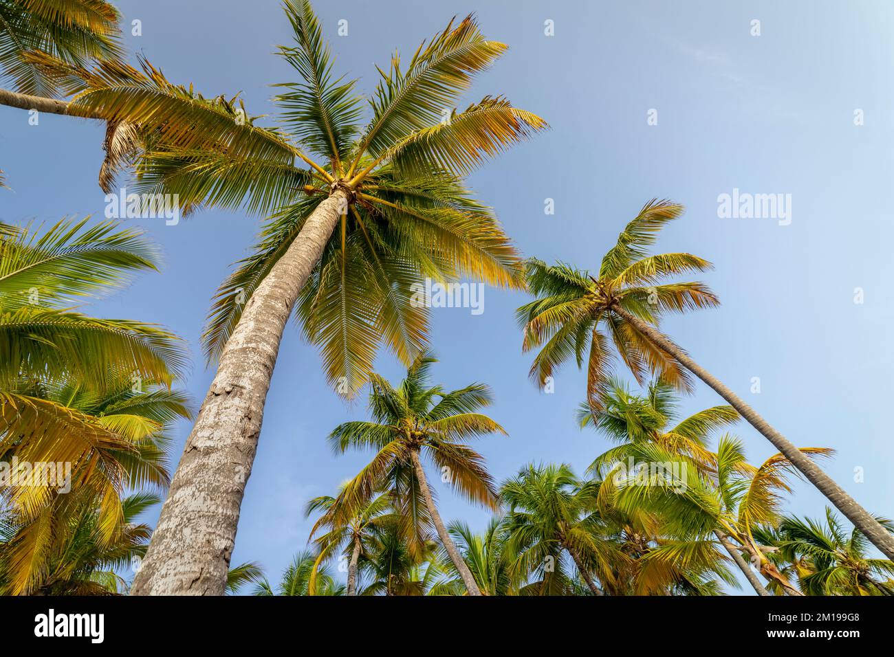 Tropical paradise, idyllic caribbean palm trees in Punta Cana ...