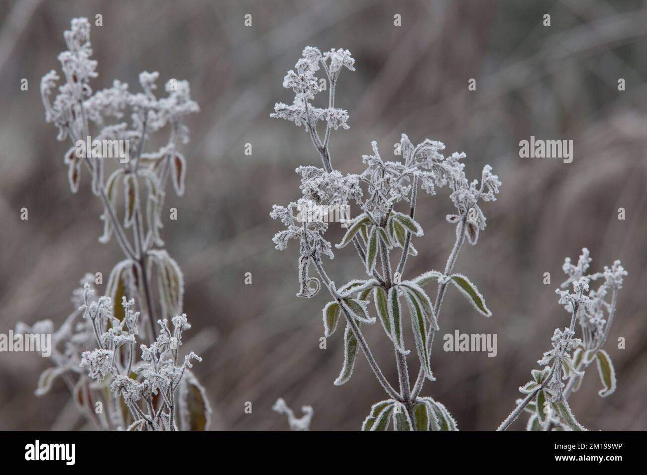 London, UK, 11 December 2022: Freezing temperatures have brought thick ...